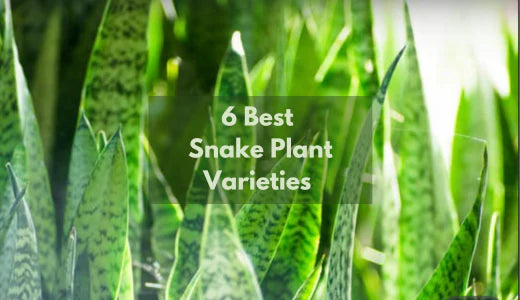 6 Different Types of Snake Plants You Should Know – Bloombox Club Ireland