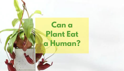 Can a Plant Eat a Human? – Bloombox Club Ireland