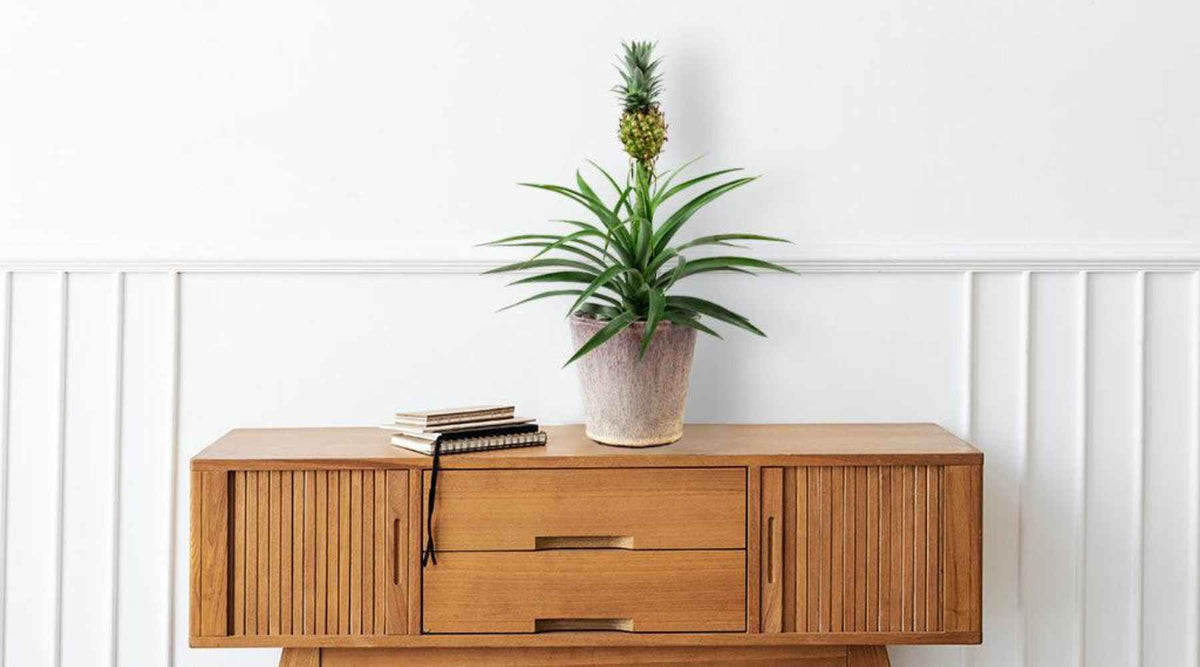 Mastering the Art of Growing Your Own Pineapple Plant: Tips & Tricks ...