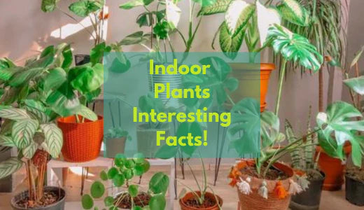 Interesting Facts About Indoor Plants You Need To Know – Bloombox Club ...