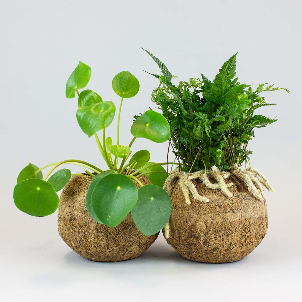 Kokodama Plants | Stylish Plants for Home & Office – Bloombox Club Ireland