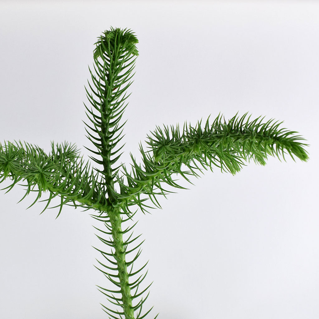 Buy Norfolk Island Pine Online | Floor Plants | Bloombox Club ...
