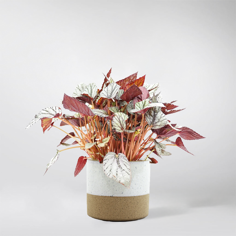 Begonia Rex 'Silver Limbo' – Bloombox Club Ireland