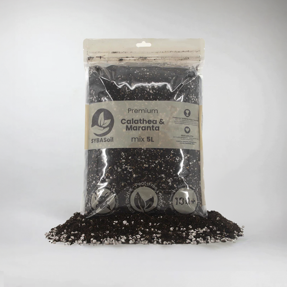 Calathea & Maranta mix 5L – Bloombox Club Ireland