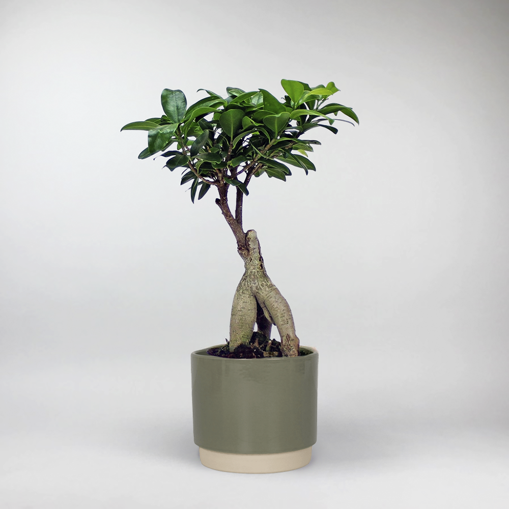 Bonsai Ficus Ginseng – Miniature Elegance for Home and Office ...