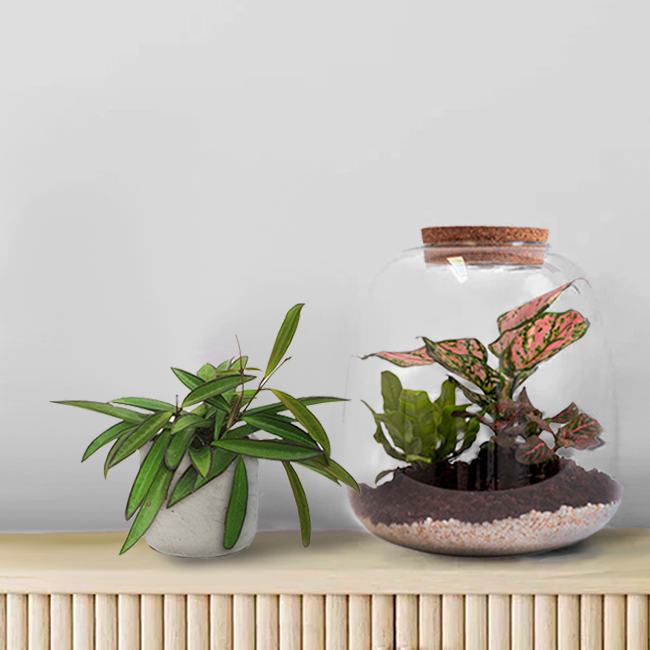 Hoya Wayetii | Perfect Indoor Plant For Humidity Areas – Bloombox Club ...