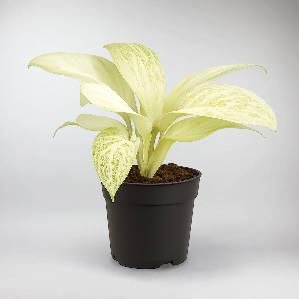Aglaonema Arctic Lime | Aglaonema Arctic Lime – Bloombox Club Ireland