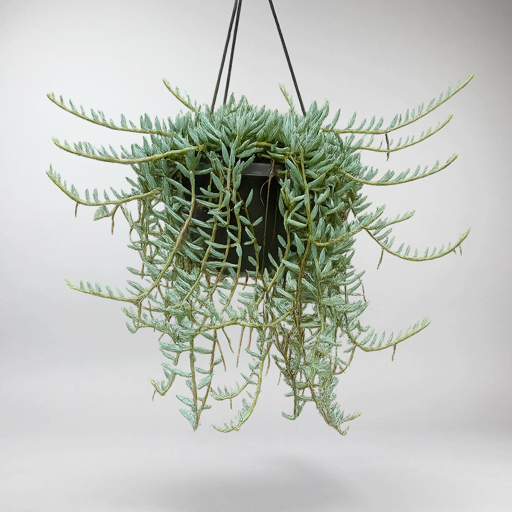 String of Bananas | Senecio Halianus – Bloombox Club Ireland