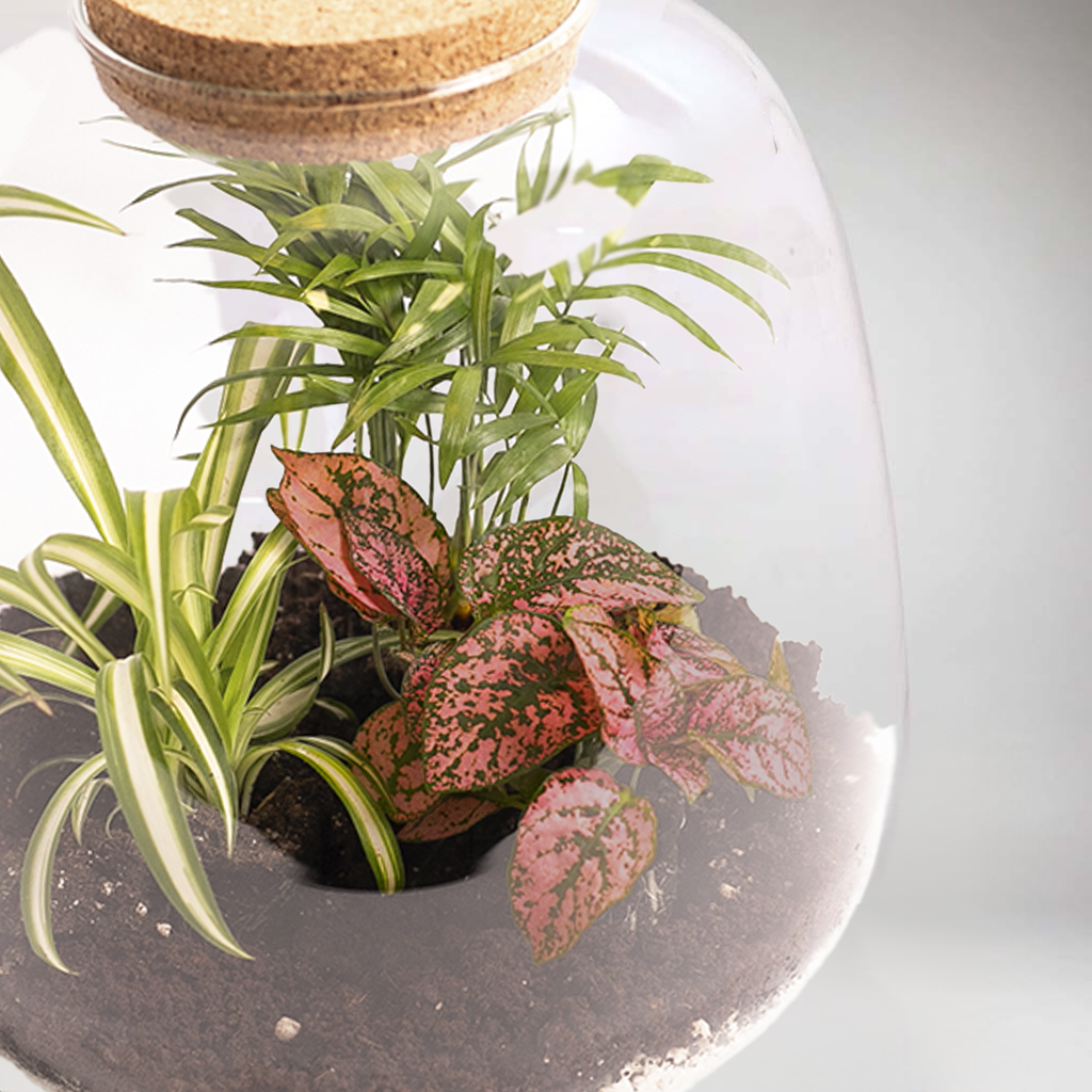 Paradise Plant Terrarium DIY Kit | Build Your Own Miniature Ecosystem ...