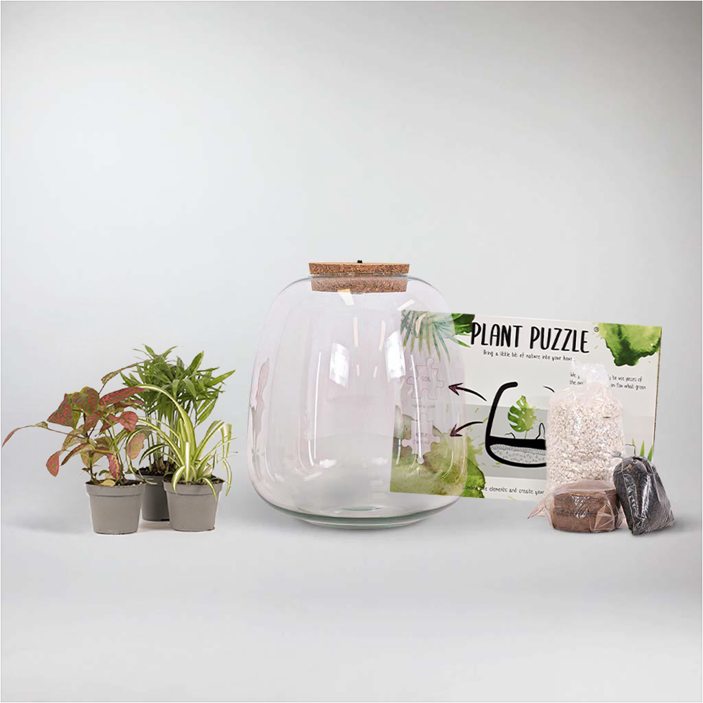 Paradise Plant Terrarium DIY Kit | Build Your Own Miniature Ecosystem ...