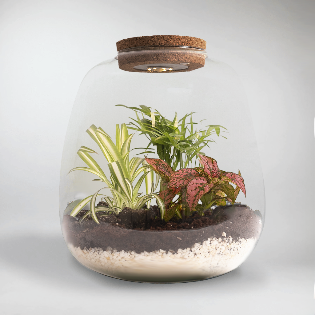 Paradise Plant Terrarium DIY Kit | Build Your Own Miniature Ecosystem ...