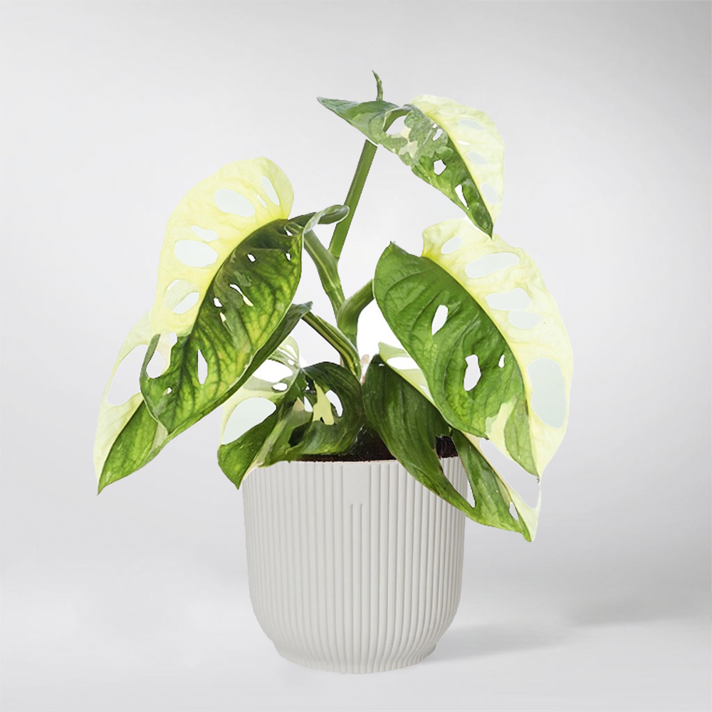 Monstera Adansonii Variegata – Rare & Stunning Tropical Plant ...