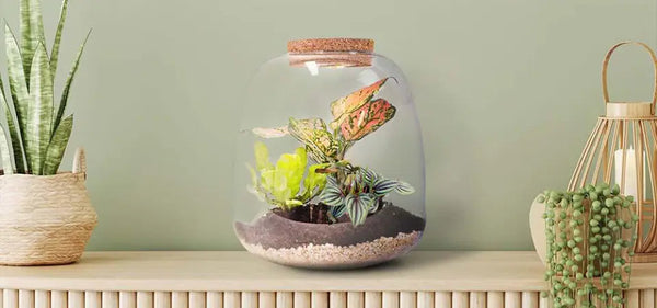 Build your own Terrarium – Bloombox Club Ireland