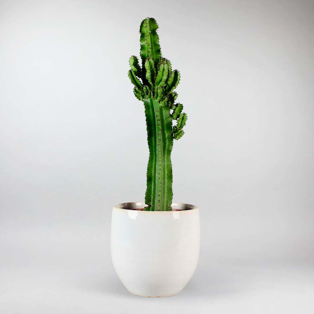 Candelabra Cactus – Sun-Loving, Sculptural Indoor Succulent – Bloombox ...