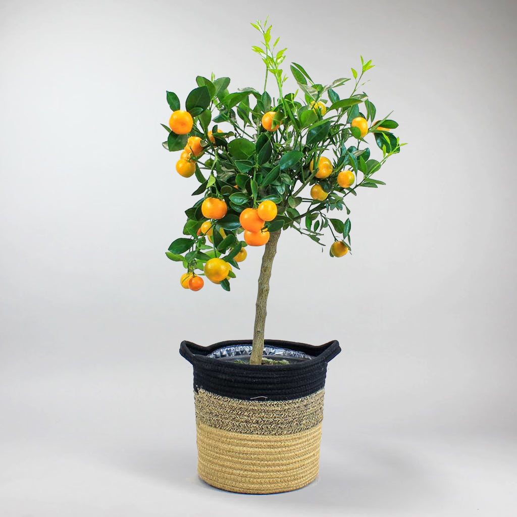 Indoor Calamondin Orange Tree: Easy Citrus for Any Space – Bloombox ...