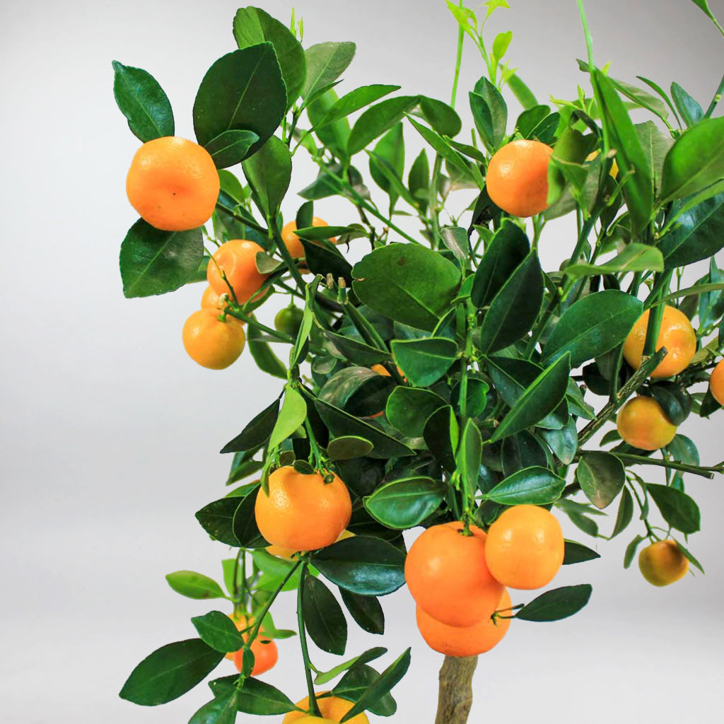 Indoor Calamondin Orange Tree: Easy Citrus for Any Space – Bloombox ...