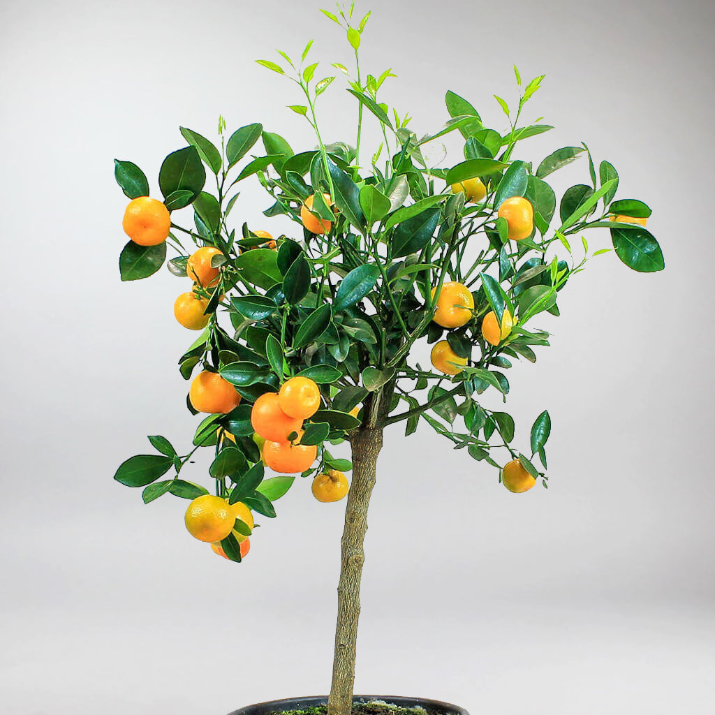 Indoor Calamondin Orange Tree: Easy Citrus for Any Space – Bloombox ...