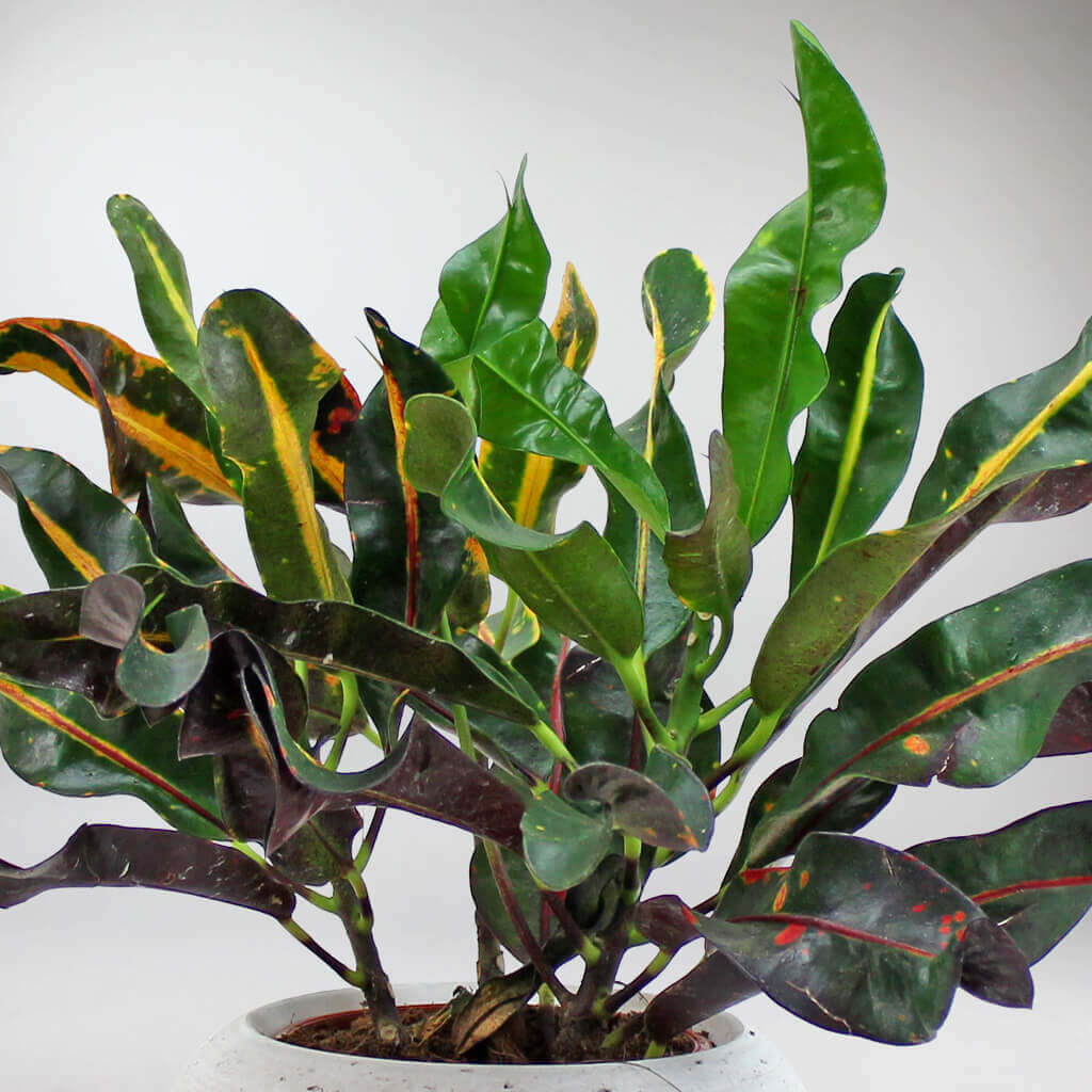 Croton Mammy: Spiraling Foliage & Botanical Splendor – Bloombox Club ...