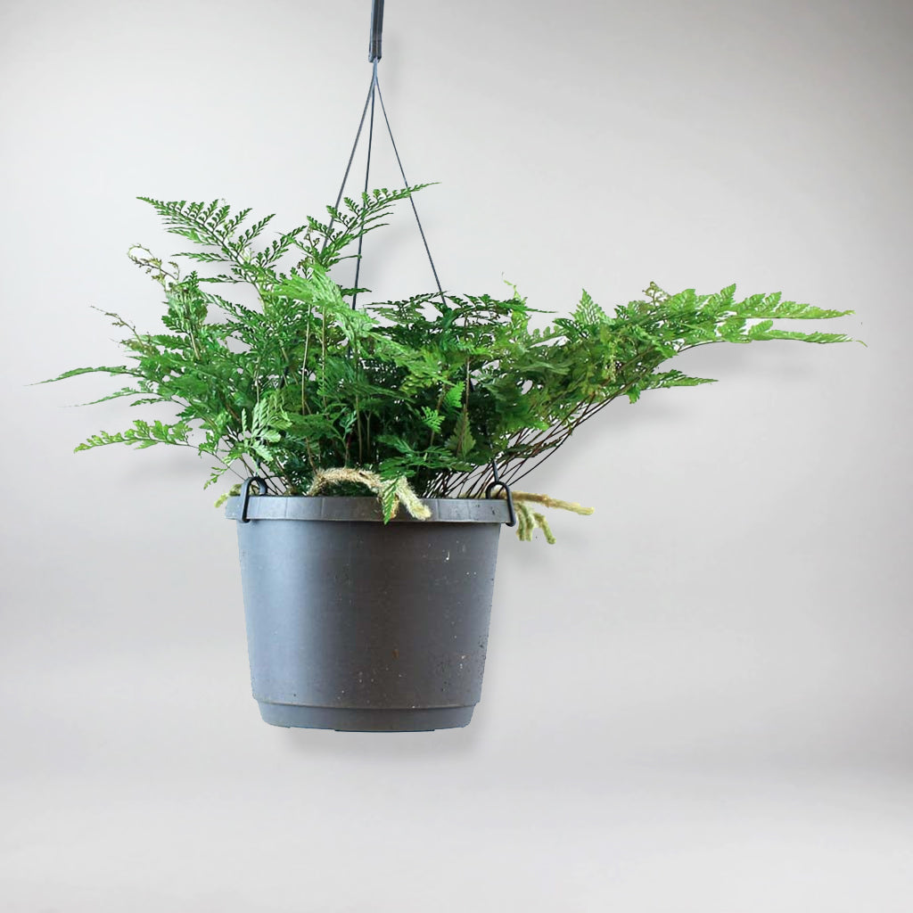 Buy White Rabbit’s Foot Fern: Easy, Fuzzy & Eye-Catching Plant ...