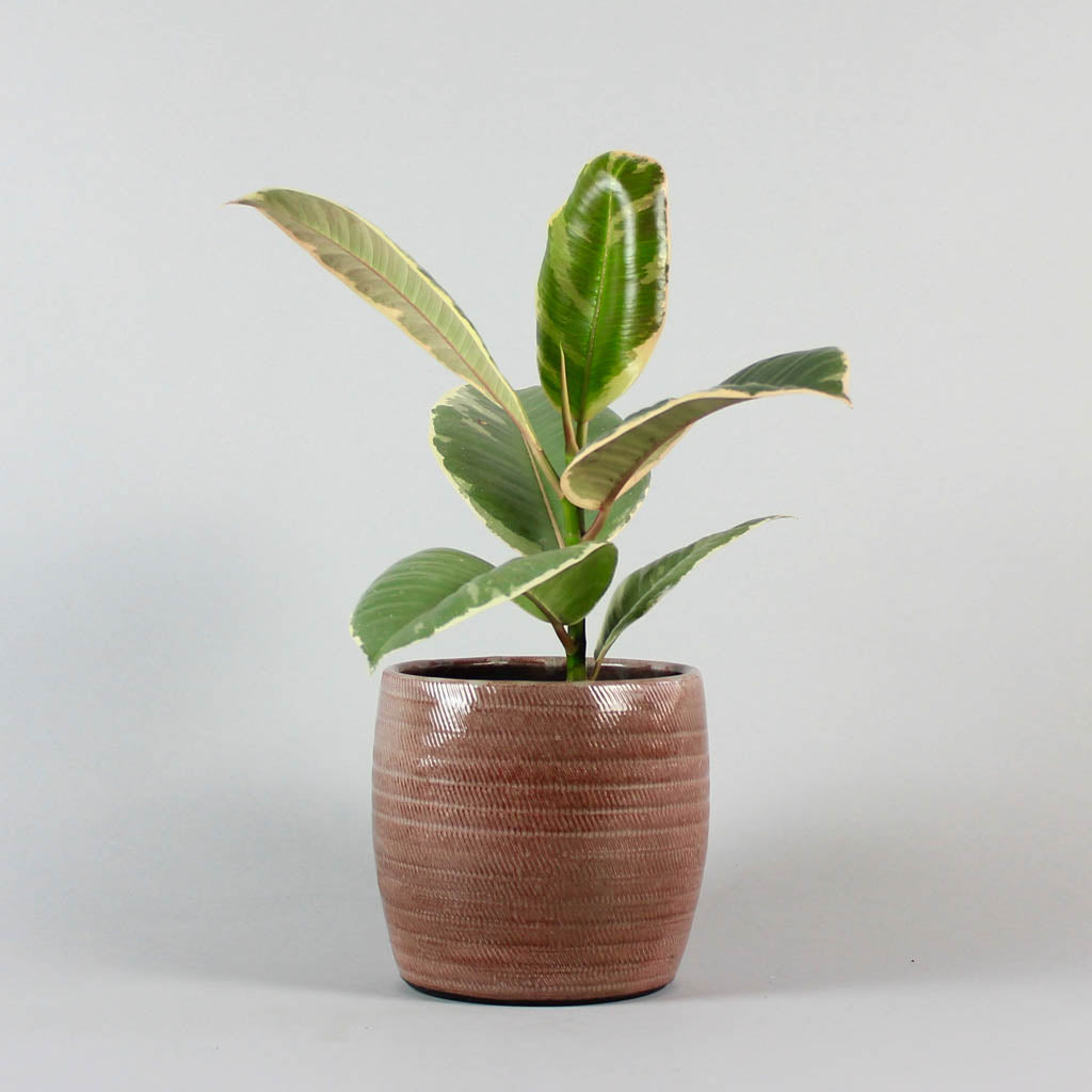 Rosso Pot | Delivered by Bloombox Club – Bloombox Club Ireland